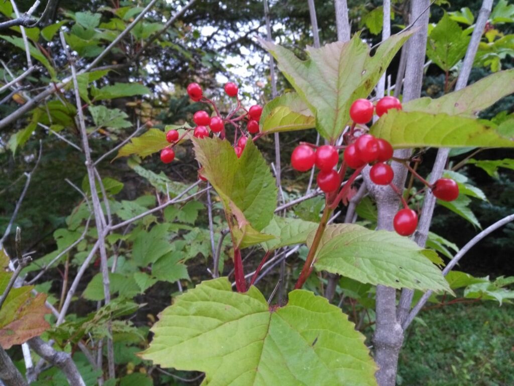 Compote de pimbina 190 ml – La Cabottine